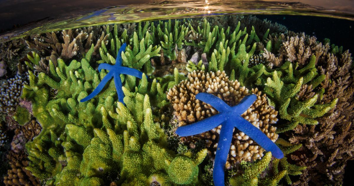 A BLUEPRINT FOR SAVING THE BLUE PLANET - Dona Bertarelli Philanthropy